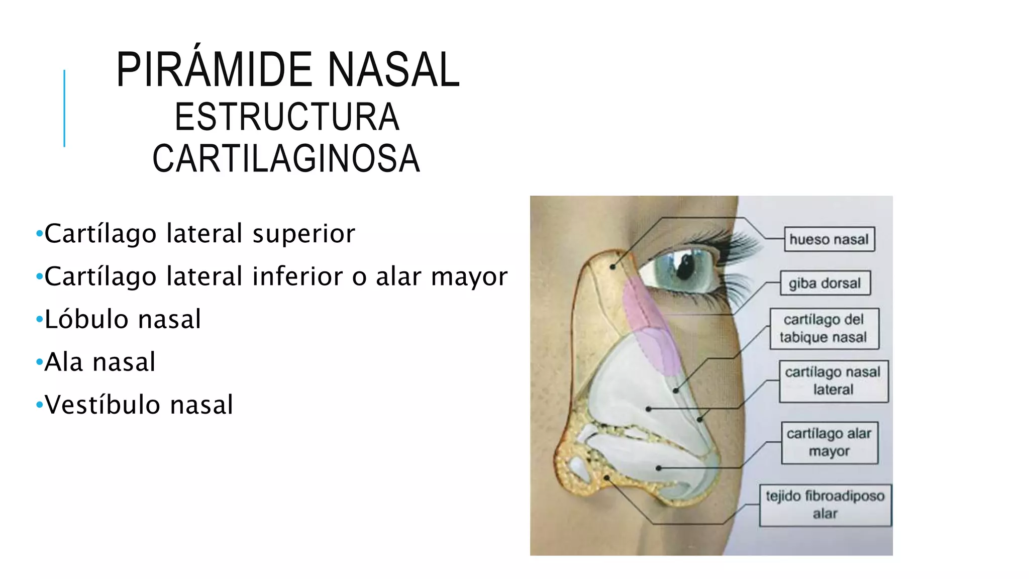 Anatomia de nariz, fosas nasales y senos paranasales.pptx