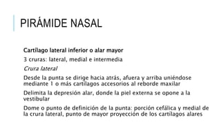 Anatomia de nariz, fosas nasales y senos paranasales.pptx