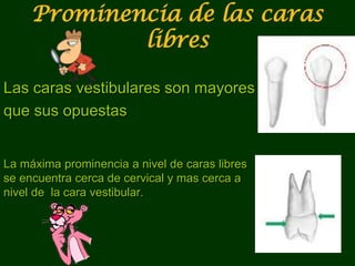 Anatomia dental | PPTX