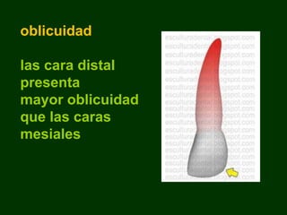 Anatomia dental | PPTX