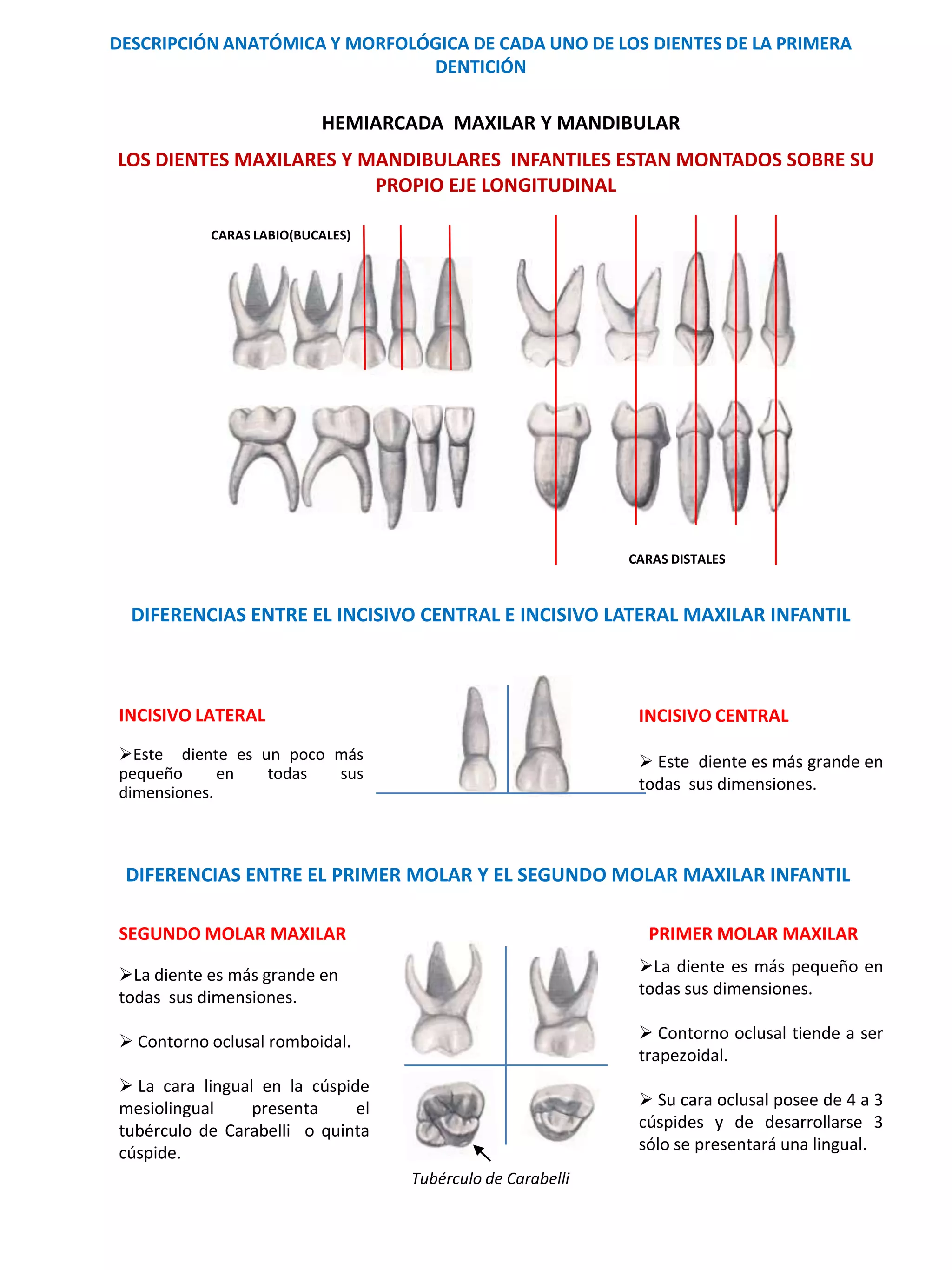 Anatomia dental | PPTX