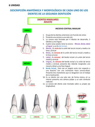 Anatomia dental | PPTX