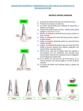 Anatomia dental | PPTX