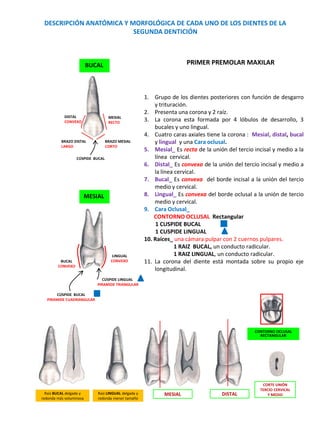 Anatomia dental | PPTX