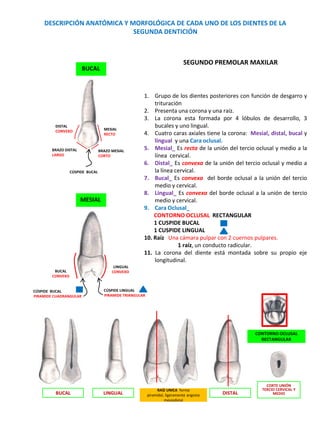 Anatomia dental | PPTX