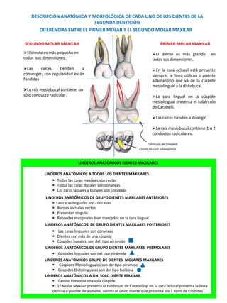 Anatomia dental | PPTX