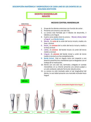 Anatomia dental | PPTX