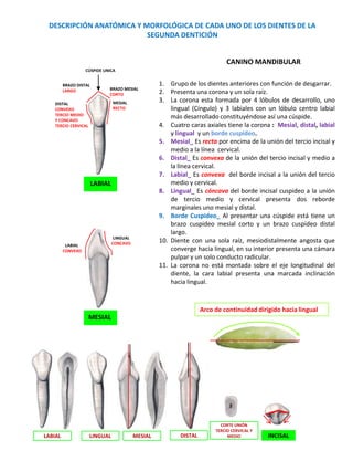 Anatomia dental | PPTX