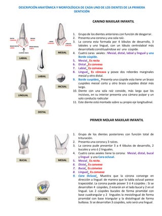 Anatomia dental | PPTX