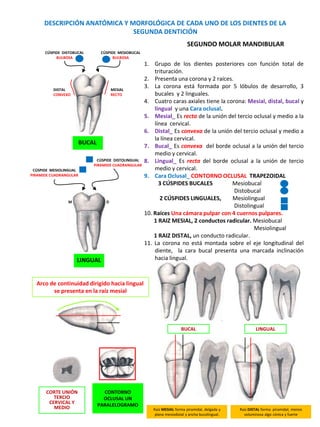Anatomia dental | PPTX