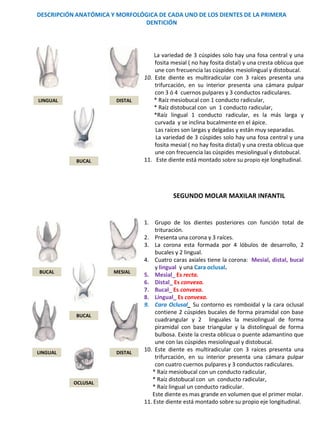 Anatomia dental | PPTX