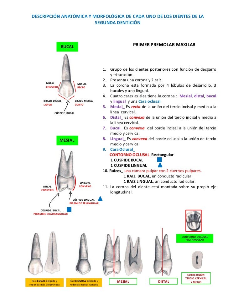 Anatomia dental