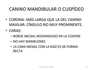 Anatomia dental | PPT