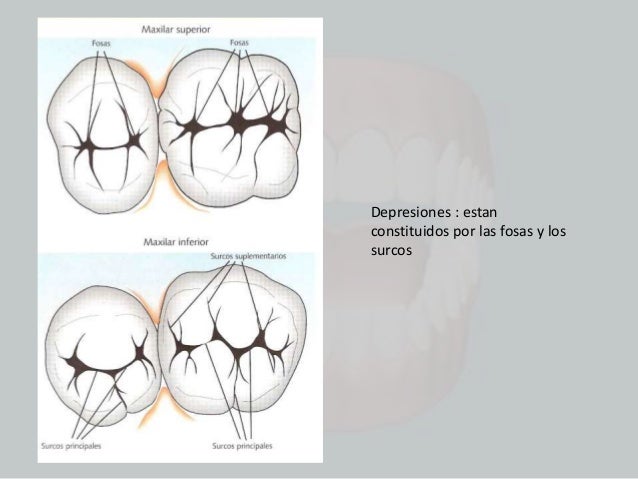 Anatomia dental
