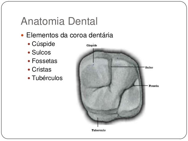 Anatomia Dental