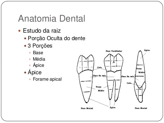 Anatomia Dental