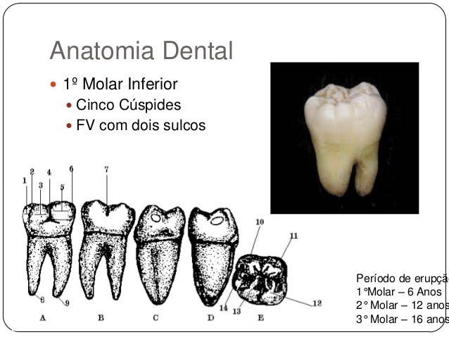 Anatomia Dental