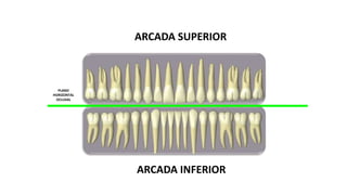 Anatomía dental Grupos de dientes y nomenclatura. | PPTX
