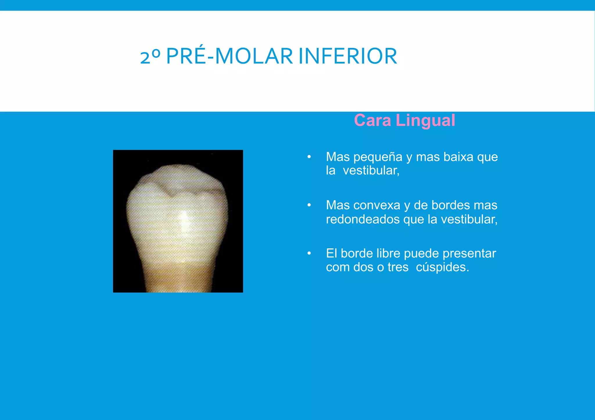 Anatomia dental. 2 Premolar Sup y Inf | PPTX