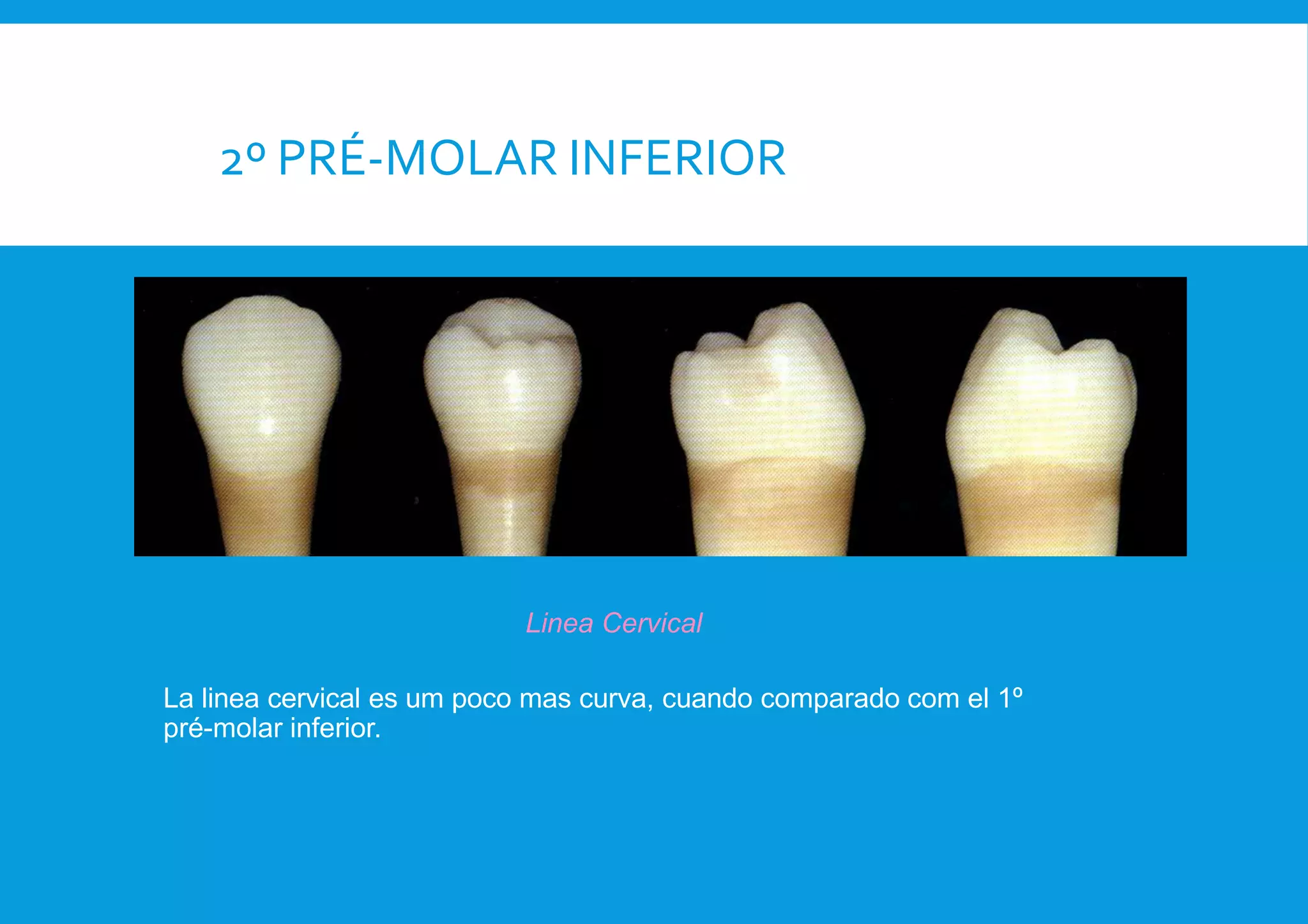 Anatomia dental. 2 Premolar Sup y Inf | PPTX