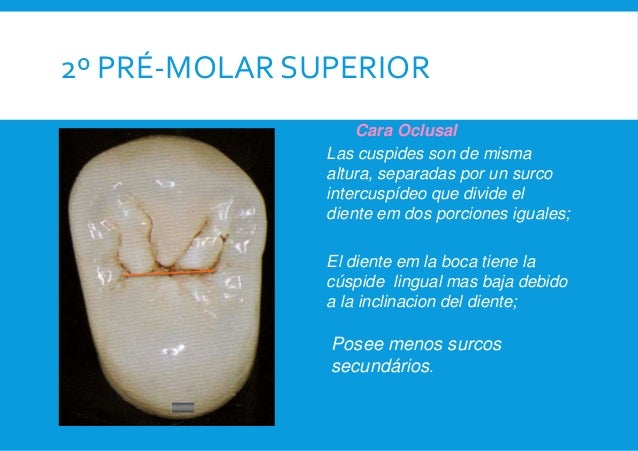 Anatomia dental. 2 Premolar Sup y Inf