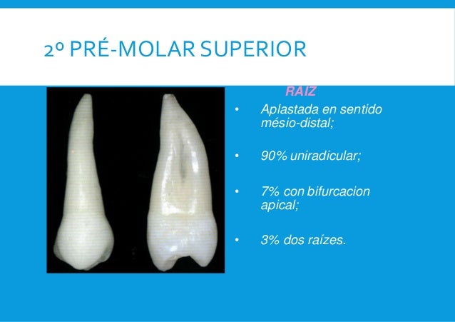 Anatomia dental. 2 Premolar Sup y Inf