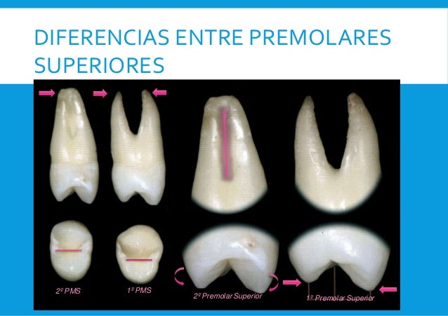 Anatomia dental. 2 Premolar Sup y Inf