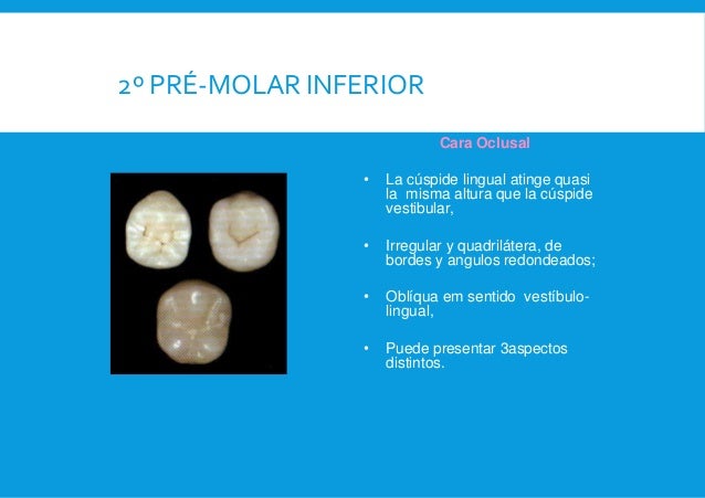 Anatomia dental. 2 Premolar Sup y Inf