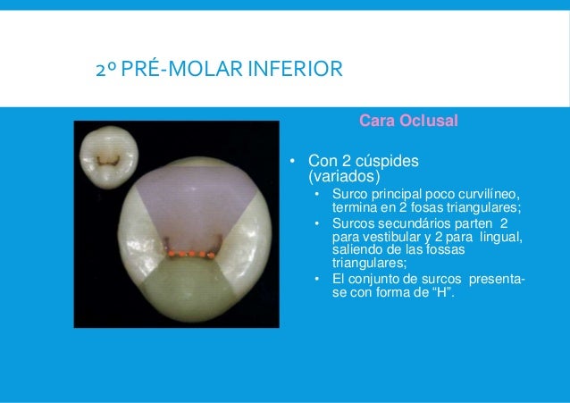 Anatomia dental. 2 Premolar Sup y Inf