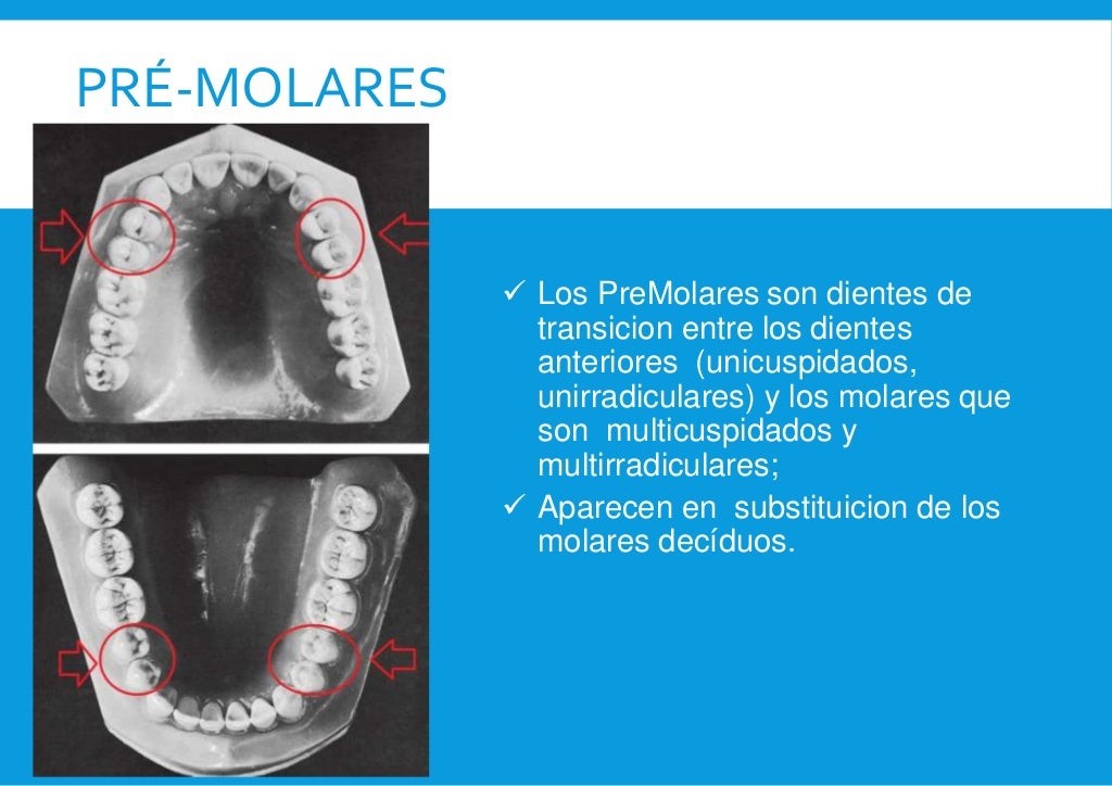 Anatomia dental. 2 Premolar Sup y Inf
