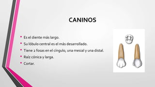 Anatomia dental | PPT