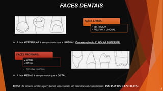 Anatomia dental | PDF | Dental Health | Diseases and Conditions