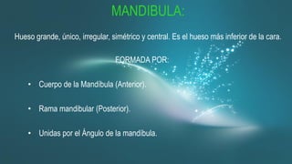 anatomia dental, estructuras dentarias, musculos de la boca , dientes ...