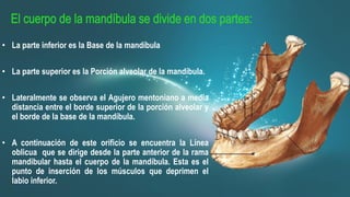 anatomia dental, estructuras dentarias, musculos de la boca , dientes ...
