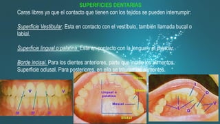 anatomia dental, estructuras dentarias, musculos de la boca , dientes ...