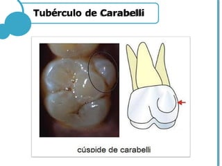 Anatomia Dental introdução para odontologia | PPTX