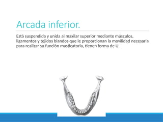 anatomia DENTAL EN ADULTOS Y NIÑOS CON ODONTOGRAMA | PPTX