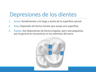 anatomia DENTAL EN ADULTOS Y NIÑOS CON ODONTOGRAMA | PPTX