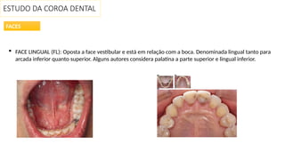 Anatomia Dental- Ementa- Introdução a Anatomia dental (8).pptx