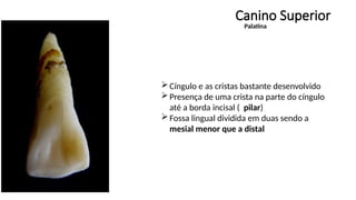 Anatomia Dental- Ementa- Introdução a Anatomia dental (8).pptx