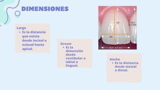 Anatomía Dental - Operatoria.pdf