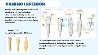 Anatomía Dental - Operatoria.pdf
