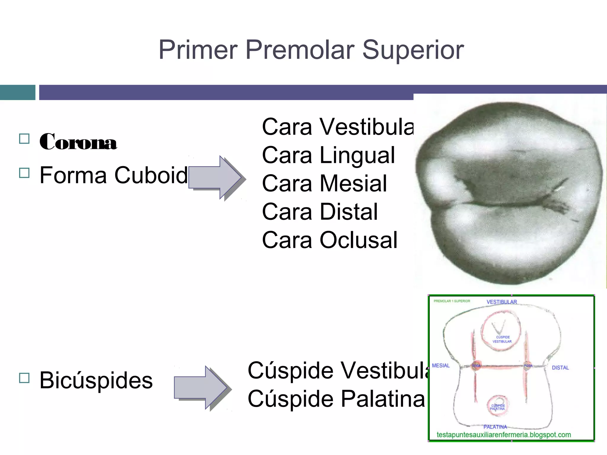 Odontologia: Anatomía dental Premolares Superiores | PPT