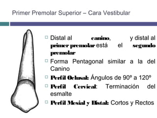 Odontologia: Anatomía dental Premolares Superiores | PPT