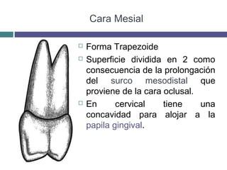 Odontologia: Anatomía dental Premolares Superiores | PPT