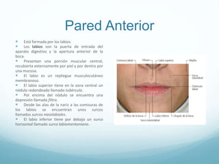 Anatomía Dental y los instrumentos dentales | PPTX