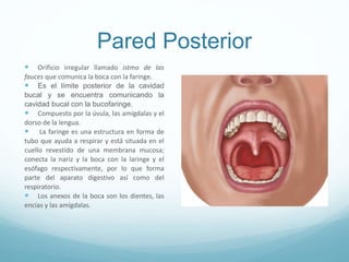 Anatomía Dental y los instrumentos dentales | PPTX