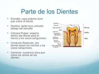 Anatomía Dental y los instrumentos dentales | PPTX
