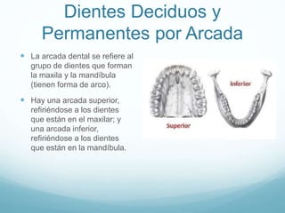 Anatomía Dental y los instrumentos dentales | PPTX