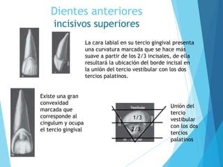 Anatomia dental aplicada | PPTX